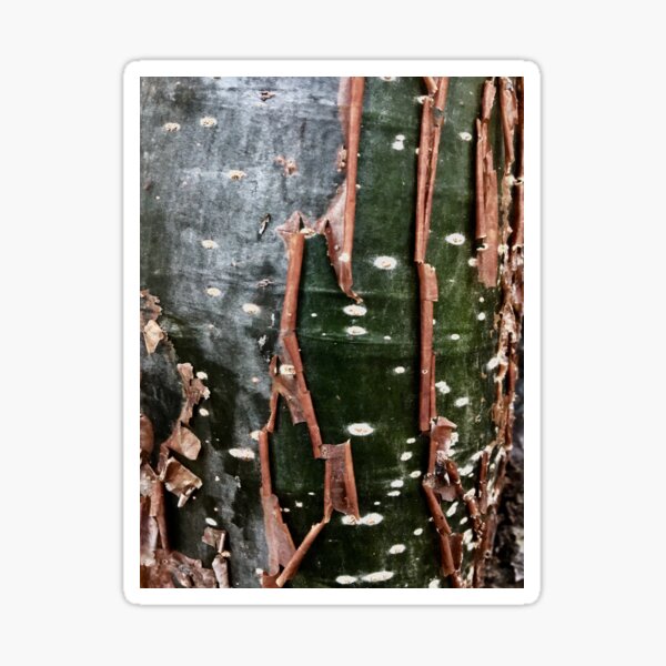 "Peeling bark" Sticker by Stellalunna | Redbubble