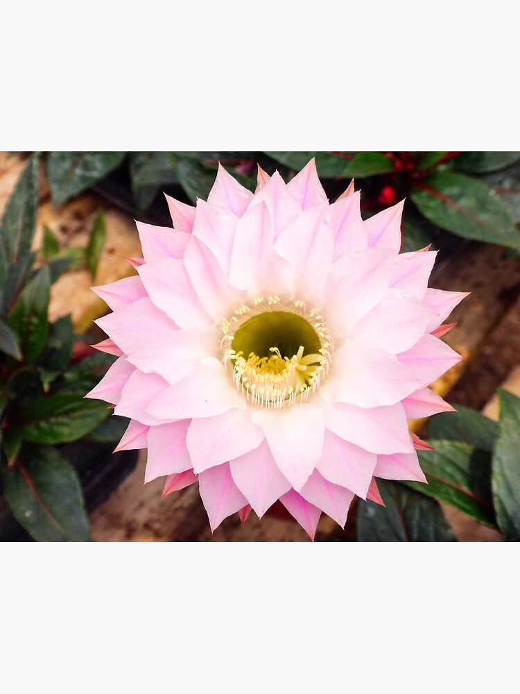 "Lotus cactus" Poster for Sale by Maxiverse | Redbubble