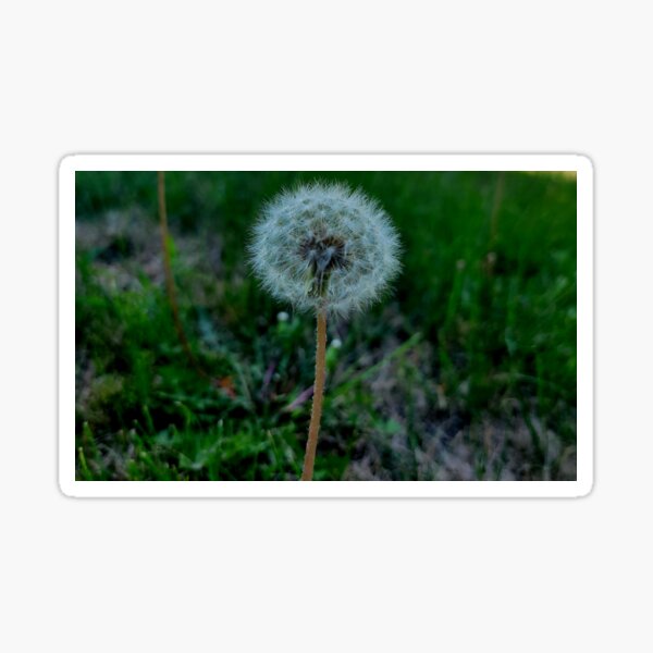 "Dandelions" Sticker for Sale by Typical-Artist | Redbubble