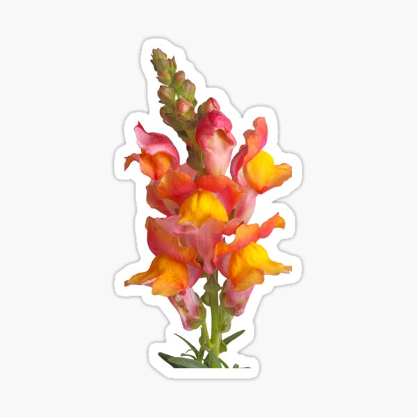 "vintage snapdragons" Sticker for Sale by elghachihades | Redbubble
