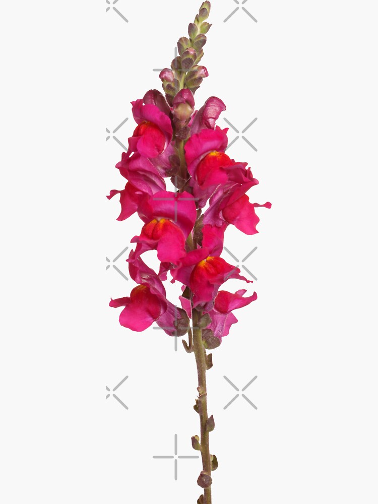 "vintage snapdragons" Sticker for Sale by elghachihades | Redbubble