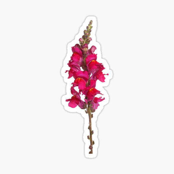 "vintage snapdragons" Sticker for Sale by elghachihades | Redbubble