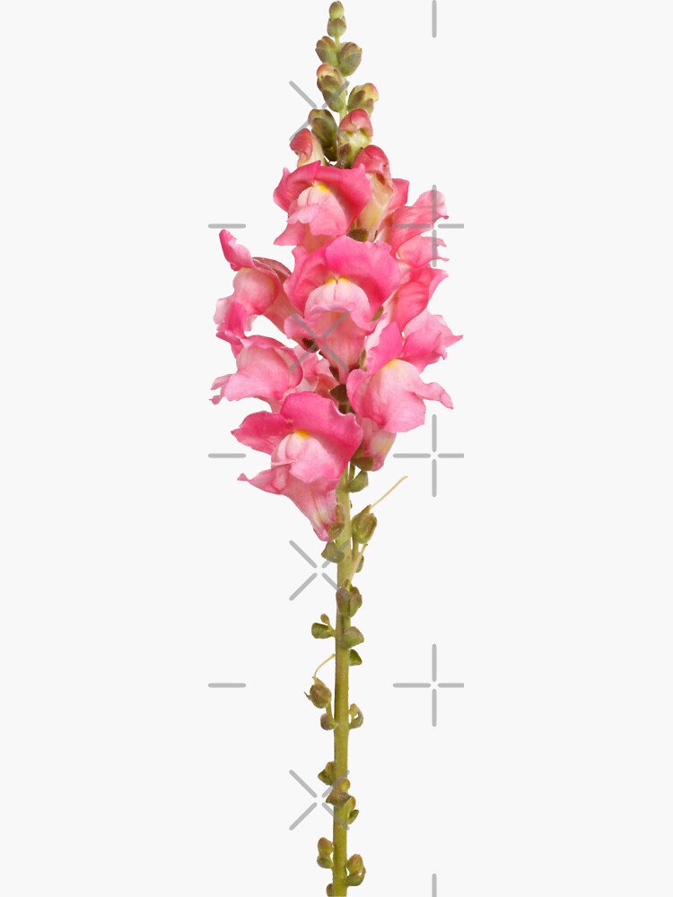 "vintage snapdragons" Sticker for Sale by elghachihades | Redbubble