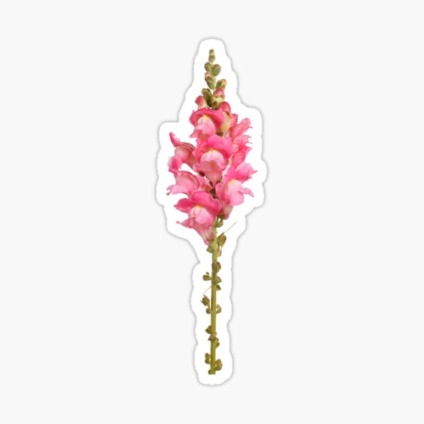 "vintage snapdragons" Sticker for Sale by elghachihades | Redbubble