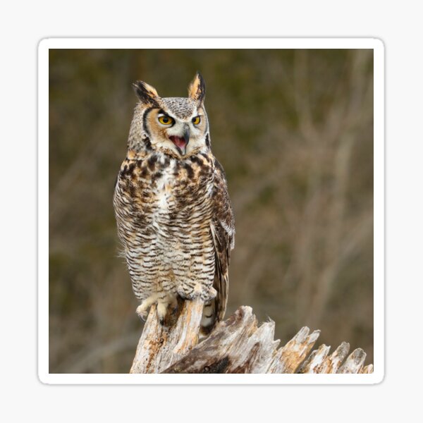 "Bad Attitude " Sticker for Sale by locustgirl | Redbubble