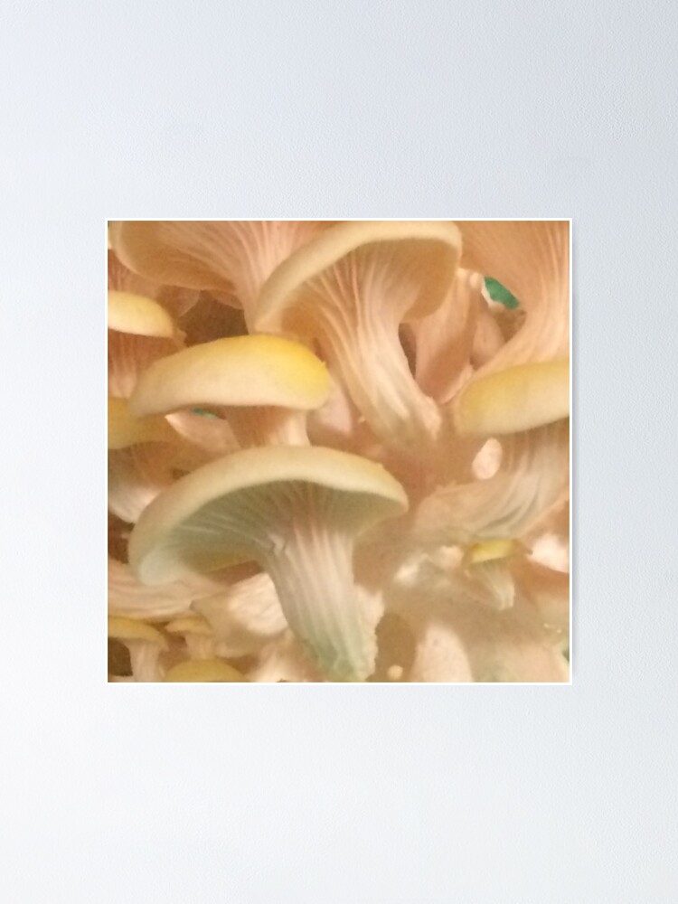 "Golden Oyster Mushrooms (Underside)" Poster for Sale by CJRPics ...