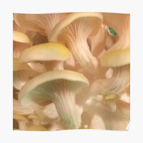 "Golden Oyster Mushrooms (Underside)" Poster for Sale by CJRPics ...