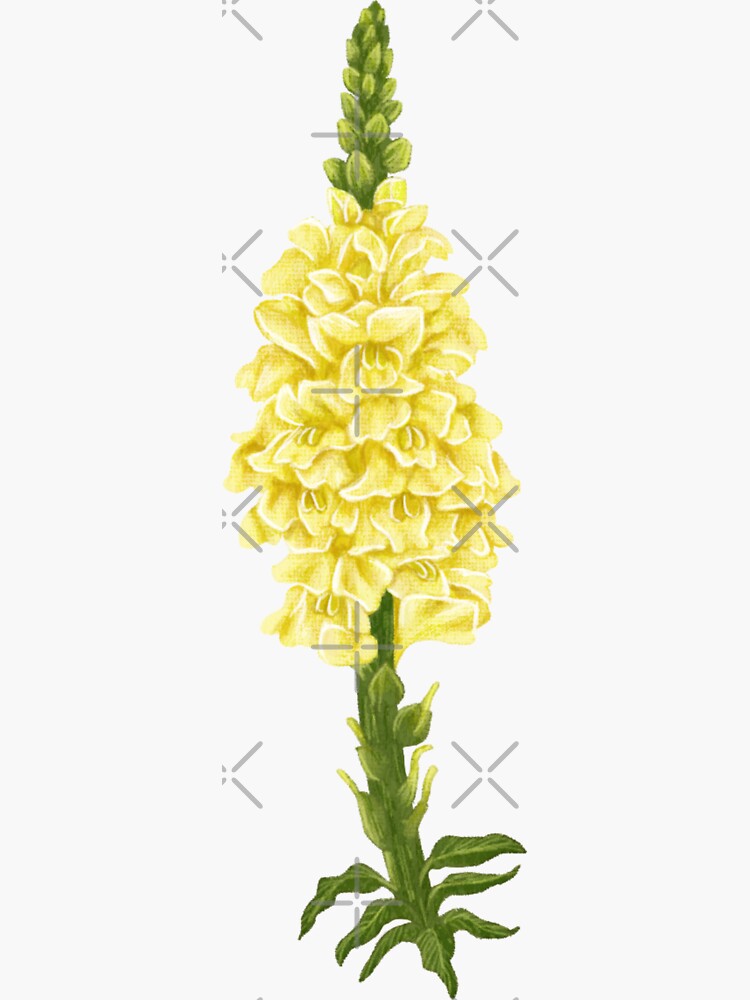 "vintage snapdragons" Sticker for Sale by elghachihades | Redbubble