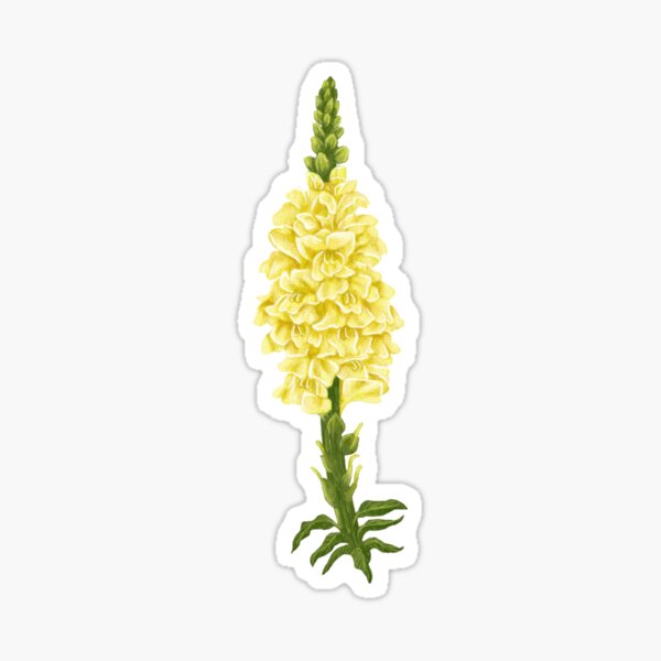 "vintage snapdragons" Sticker for Sale by elghachihades | Redbubble