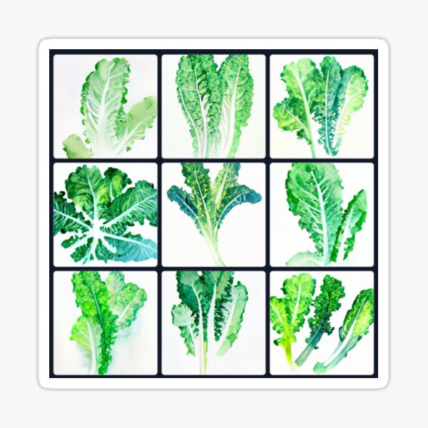 "Kale Pack" Sticker for Sale by CinderPress | Redbubble