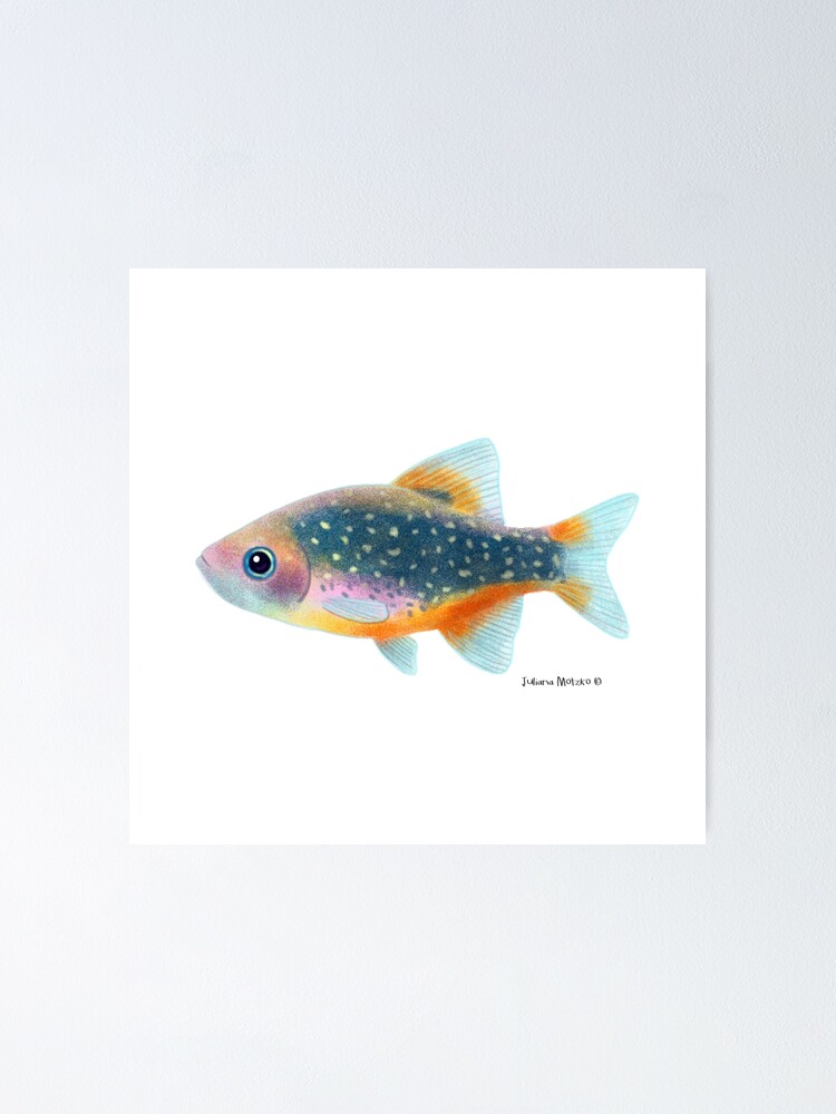 "Celestial Pearl Danio Fish" Poster for Sale by julianamotzko | Redbubble