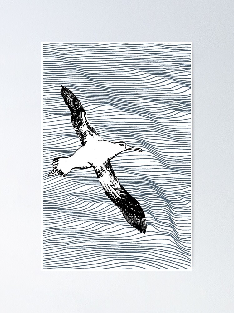 "Wandering Albatross" Poster for Sale by topologydesign | Redbubble