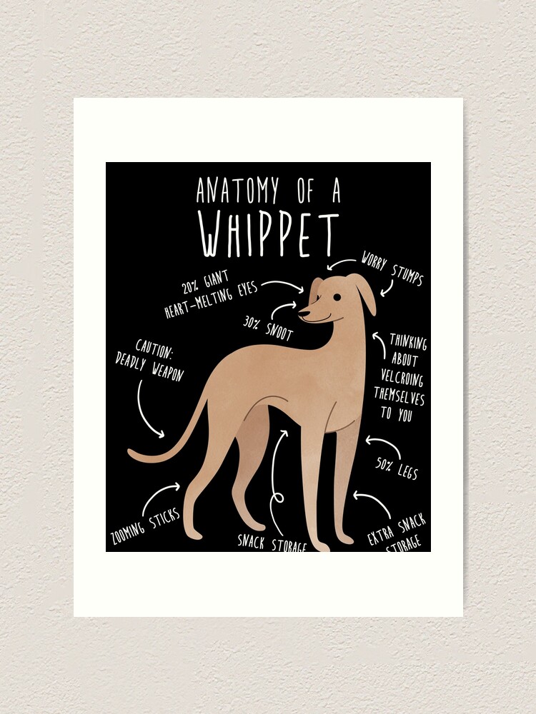 "Whippet Dog Anatomy" Art Print for Sale by Psitta | Redbubble