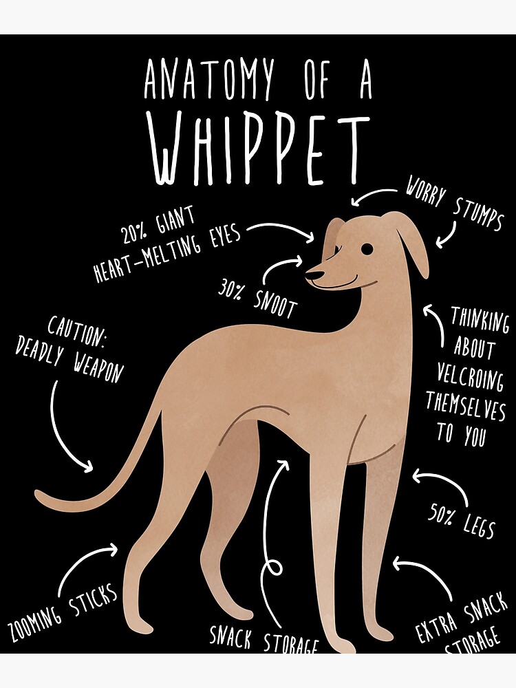 "Whippet Dog Anatomy" Art Print for Sale by Psitta | Redbubble