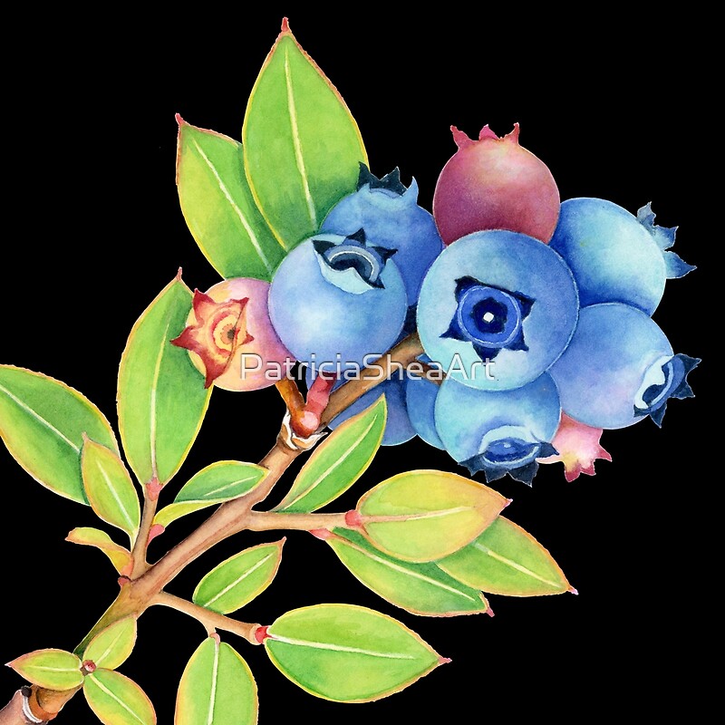 "Wild Maine Blueberries" by PatriciaSheaArt | Redbubble