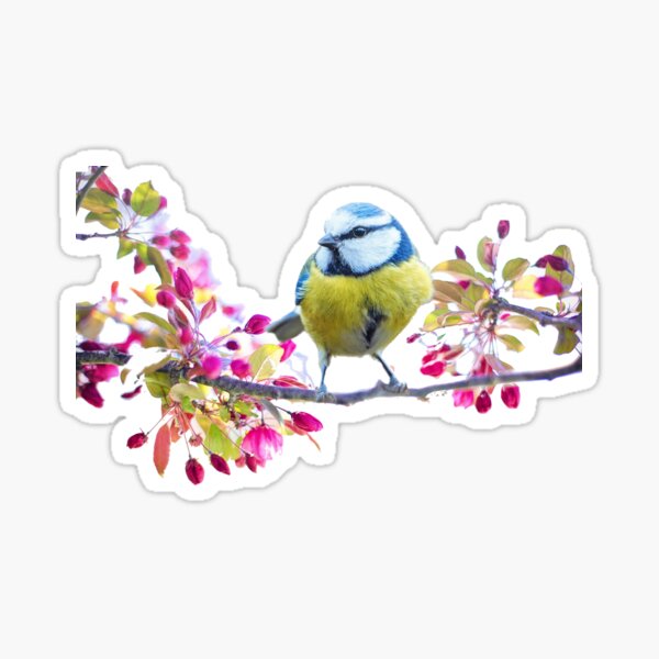 "Eurasian Blue Tit, A Chickadee, A Blue Tit Bird, Tweeti Birds in ...