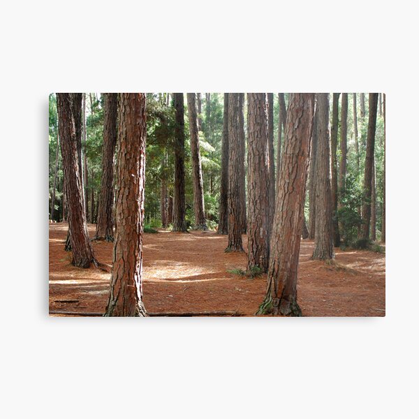"Pines Picnic Area - Watagan State Forest NSW" Metal Print by ...