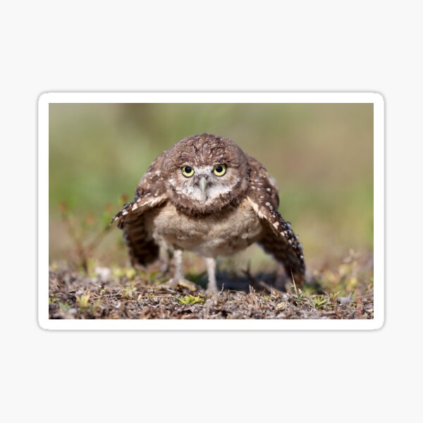 "Standing Up To Irma" Sticker for Sale by mlorenz | Redbubble