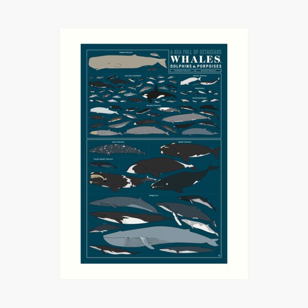 "Types of Cetaceans Whales, Dolphins, and Porpoises in The World" Art ...