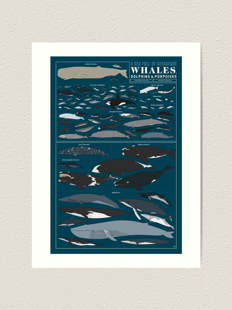 "Types of Cetaceans Whales, Dolphins, and Porpoises in The World" Art ...