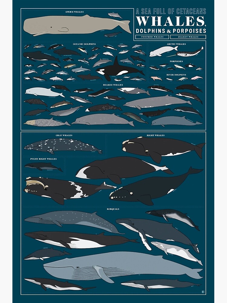 Types of Cetaceans Whales, Dolphins, and Porpoises in The World Premium ...