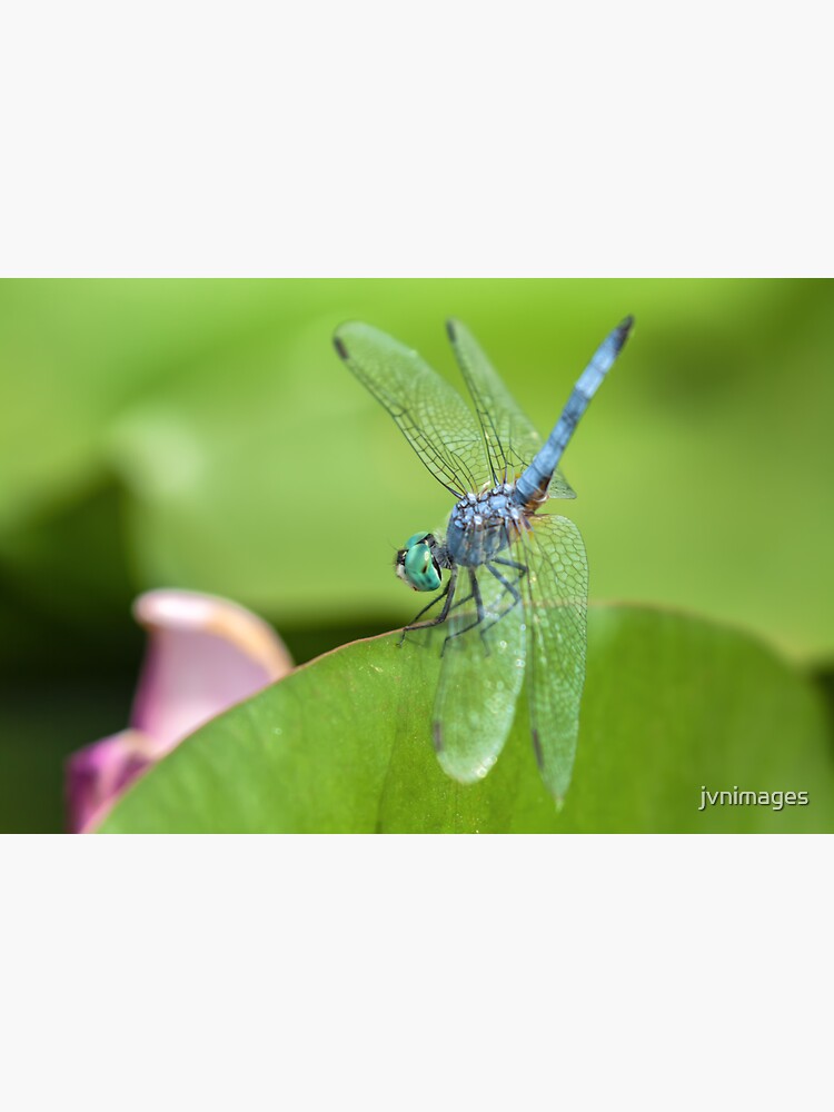 "Blue Dasher" Sticker for Sale by jvnimages | Redbubble