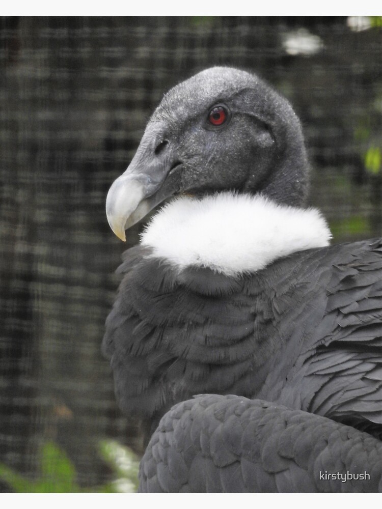 "Andean Condor" Sticker for Sale by kirstybush | Redbubble