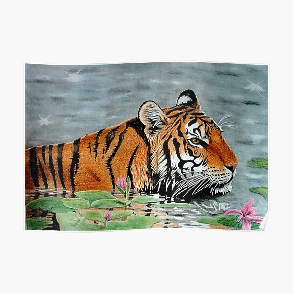 "A Swimming Tiger - colored pencil drawing" Poster for Sale by ...