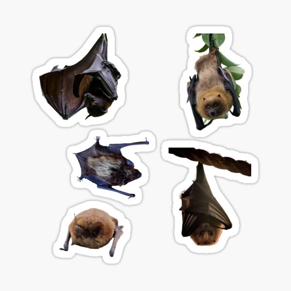 "various bats" Sticker for Sale by RowanofSkye | Redbubble