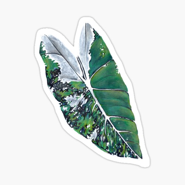 "Variagata Alo" Sticker for Sale by Soulape | Redbubble