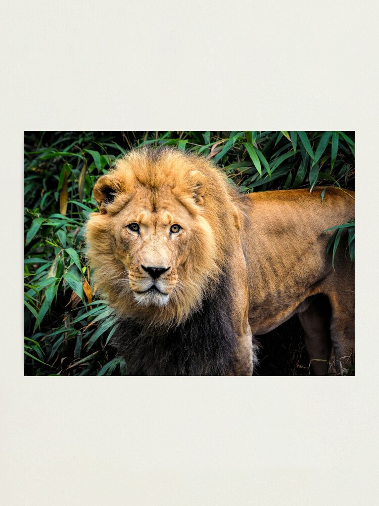 "The Lions Stare, Woodland Park Zoo, Seattle, Washington, Pacific ...