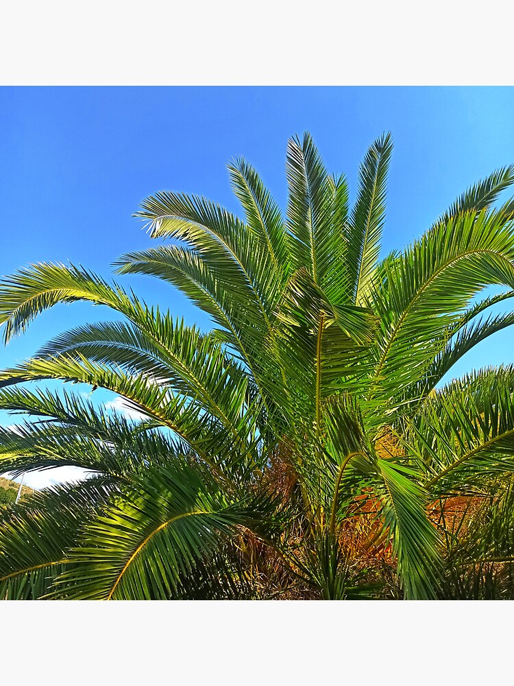 "Paradise Bay Palm Tree And Blue Sky" Sticker for Sale by ...