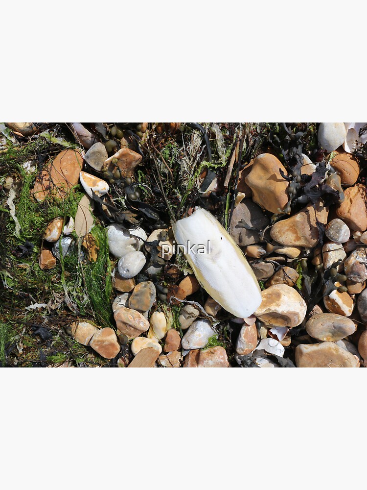 "Cuttlefish bone" Sticker for Sale by pinkal | Redbubble