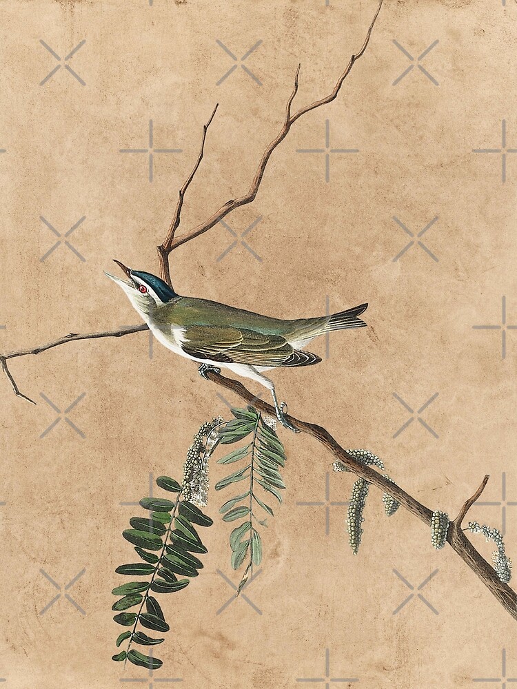 "Vintage Illustration of Birds: On Parchment Background" Art Print for ...