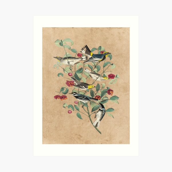 "Vintage Illustration of Birds: On Parchment Background" Art Print for ...
