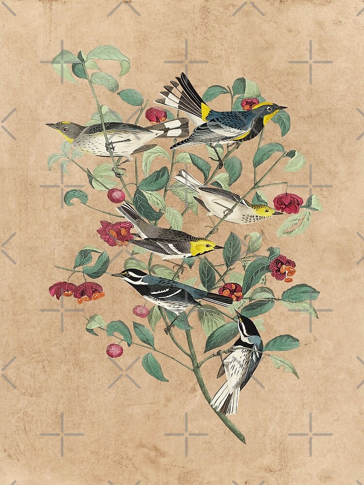 "Vintage Illustration of Birds: On Parchment Background" Art Print for ...
