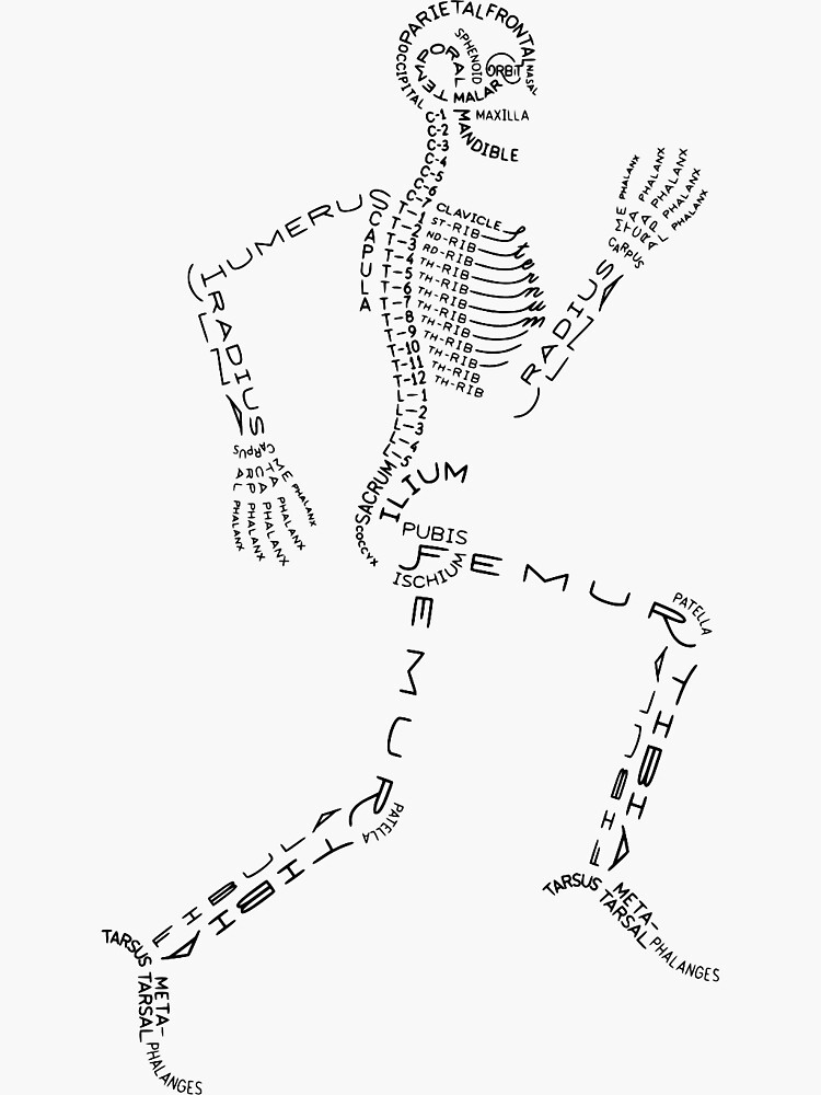 "Bones of The Body Typogram " Sticker for Sale by bauerhailey | Redbubble