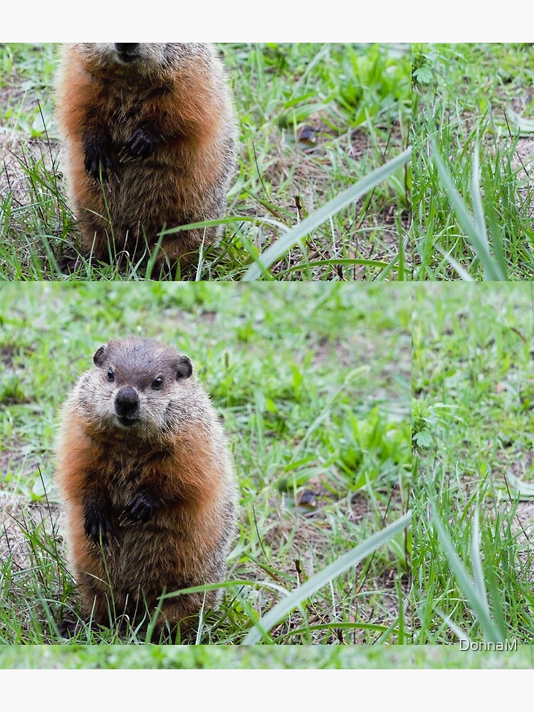 "Hello Mr. Gopher!" Backpack for Sale by DonnaM | Redbubble