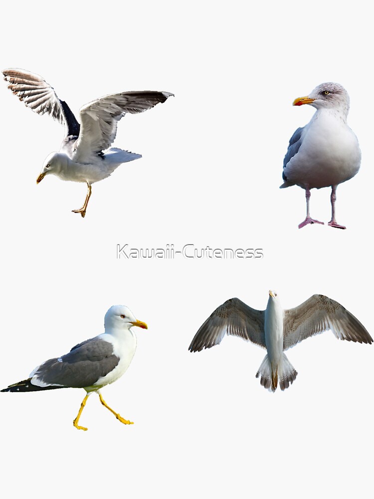 "Seagulls Pack" Sticker for Sale by Kawaii-Cuteness | Redbubble