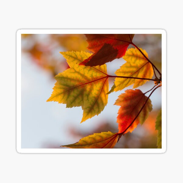 "Dry autumn leaves " Sticker for Sale by Krishnaviart | Redbubble