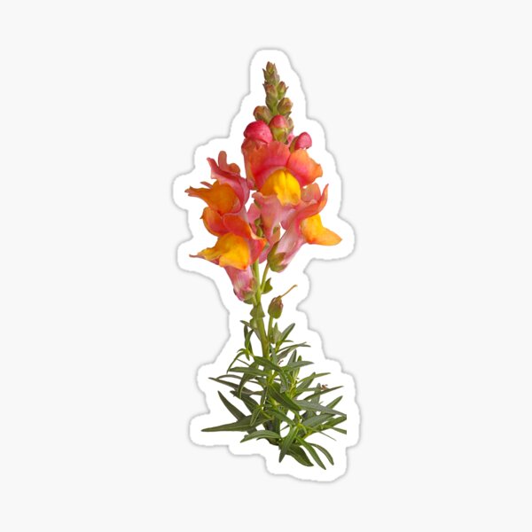 "Vintage Snapdragons" Sticker for Sale by HaytemShop | Redbubble