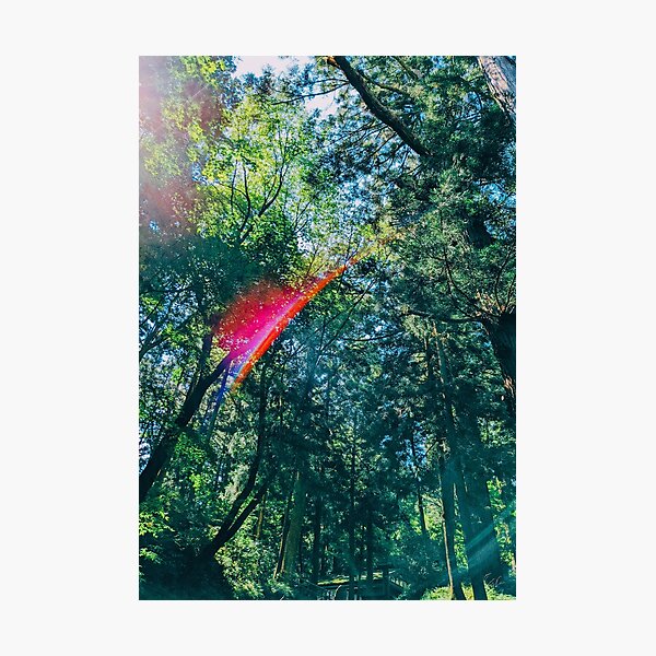 Lámina fotográfica «Viajar en Japón | Camino forestal del templo ...