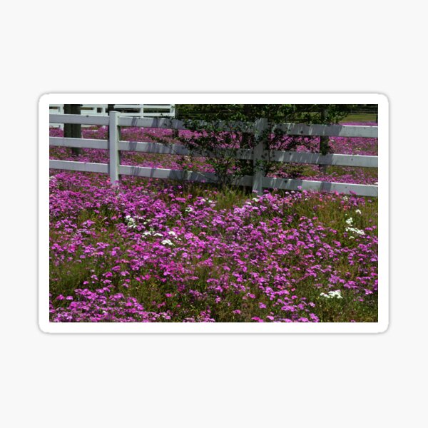 "Pink Flax, SR 42, Summerfield Florida, USA" Sticker for Sale by mshark ...