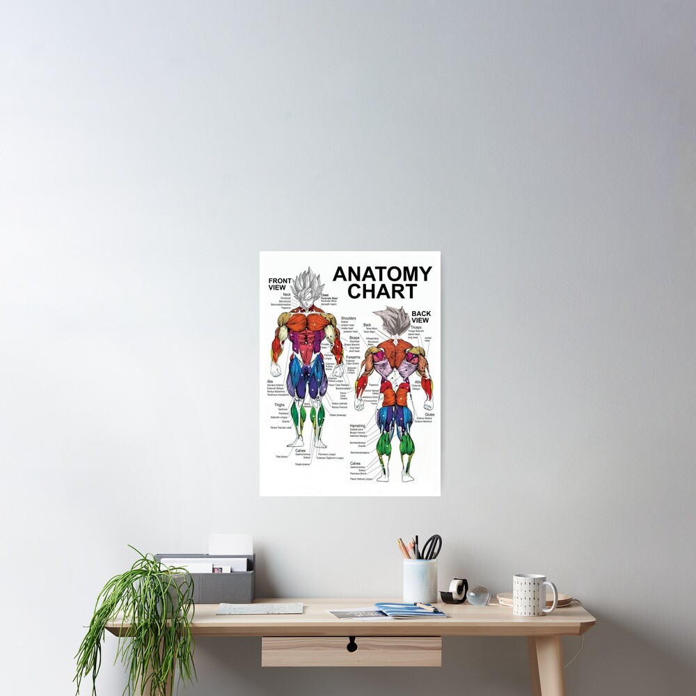":Anatomy Muscle Chart Diagram" Poster for Sale by DaniellManantha ...