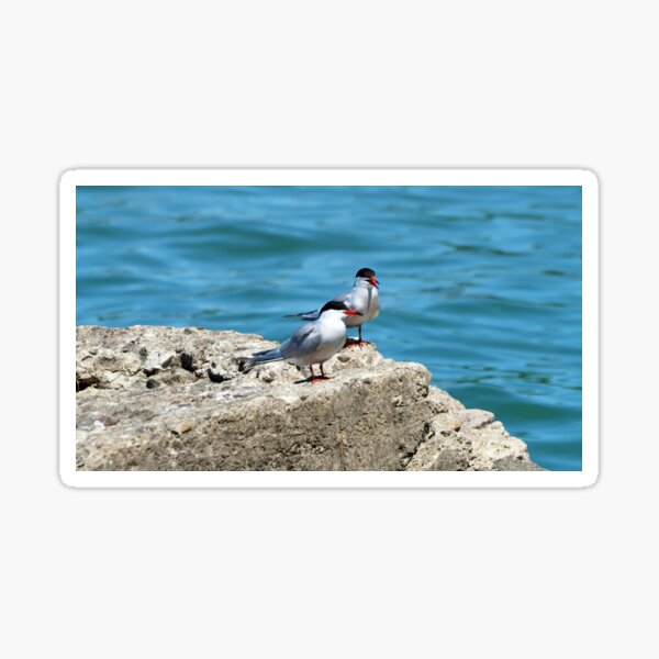 "Two Caspian Terns Standing On A Rock" Sticker for Sale by ...