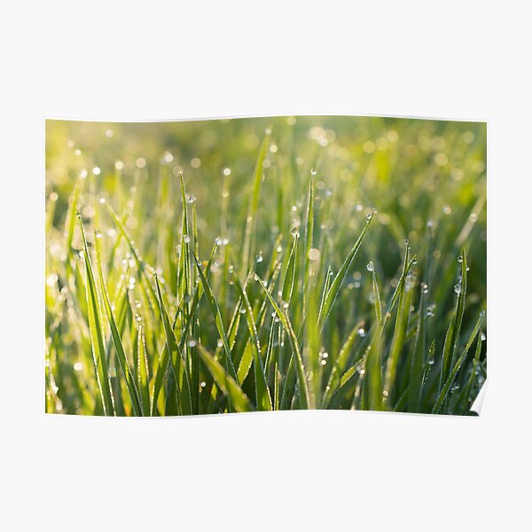"Green Grass" Poster for Sale by Chursina | Redbubble