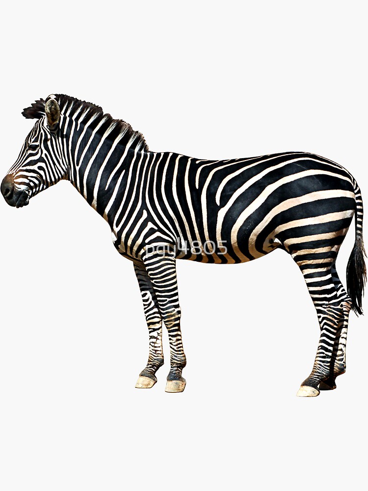 "Zebra" Sticker for Sale by pgy4805 | Redbubble