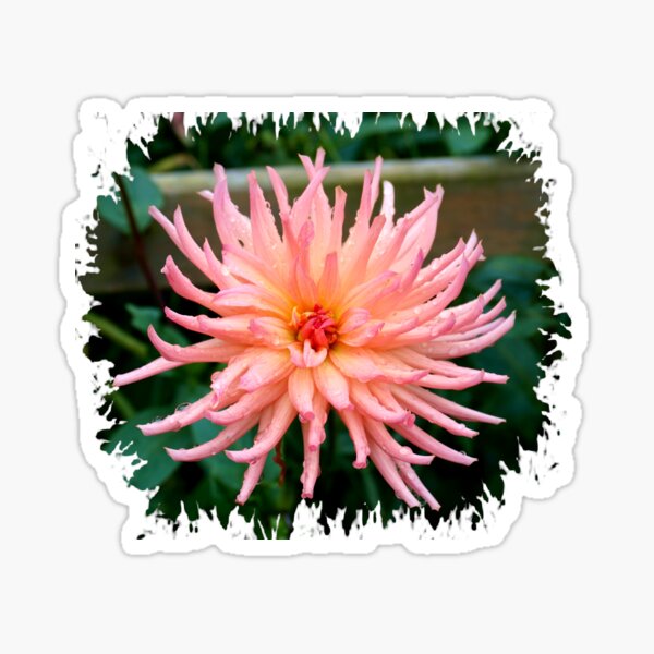 "Pink Spiky Dahlia " Sticker for Sale by Blaze2o14 | Redbubble