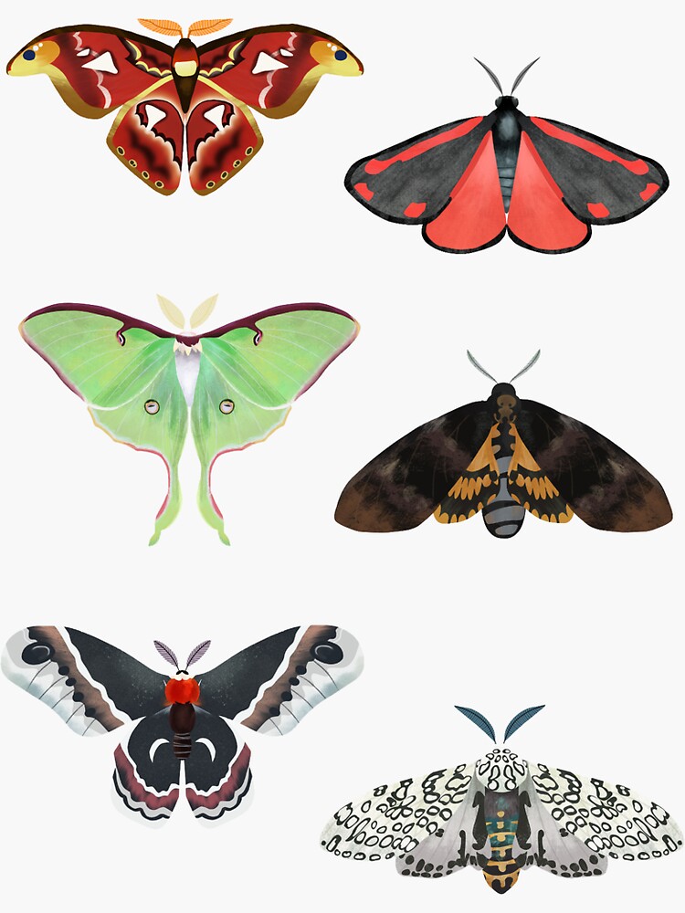 "Moths sheet" Sticker for Sale by moodleoodle-art | Redbubble