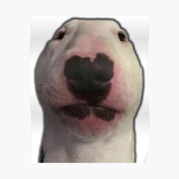 "Walter Dog Meme" Poster for Sale by martimmendes | Redbubble